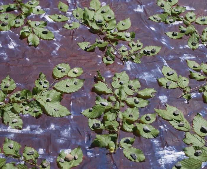 Teinture Inkodye de Lumi | laissons Lucie Faire